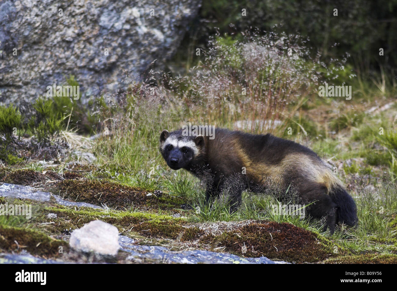 wolverine (Gulo gulo), portrait in back light, Sweden, Gaevleborgs laen ...