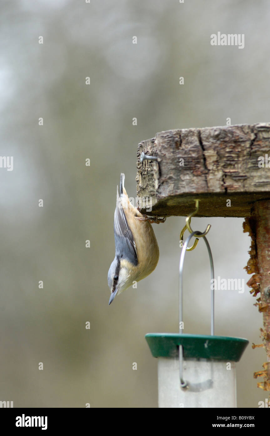 Female Nuthatch, sitta europaea, on a bird table, seen in Dumfries and ...