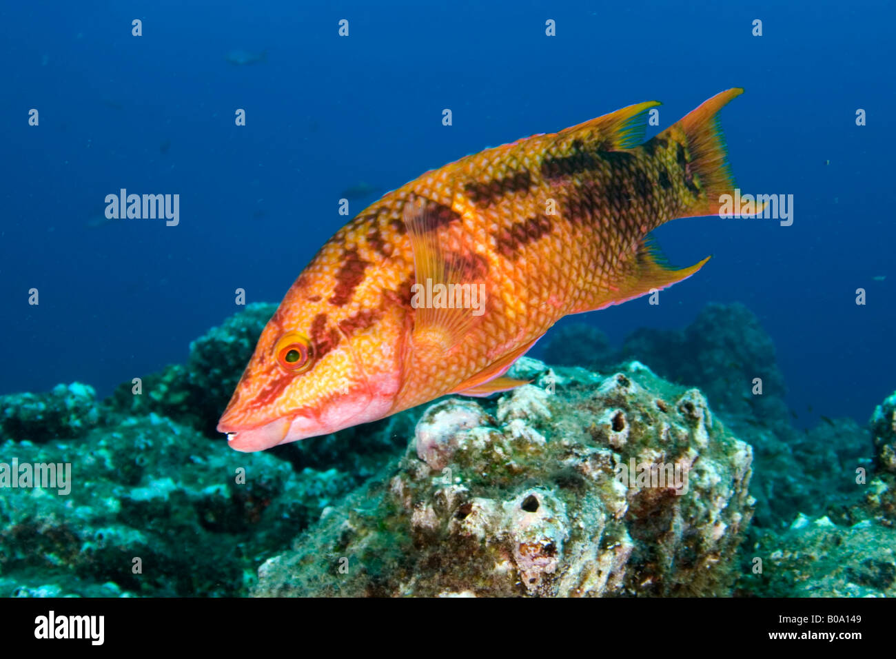 fish in Revillagigedo islands Socorro islands, Pacific ocean, sea ...
