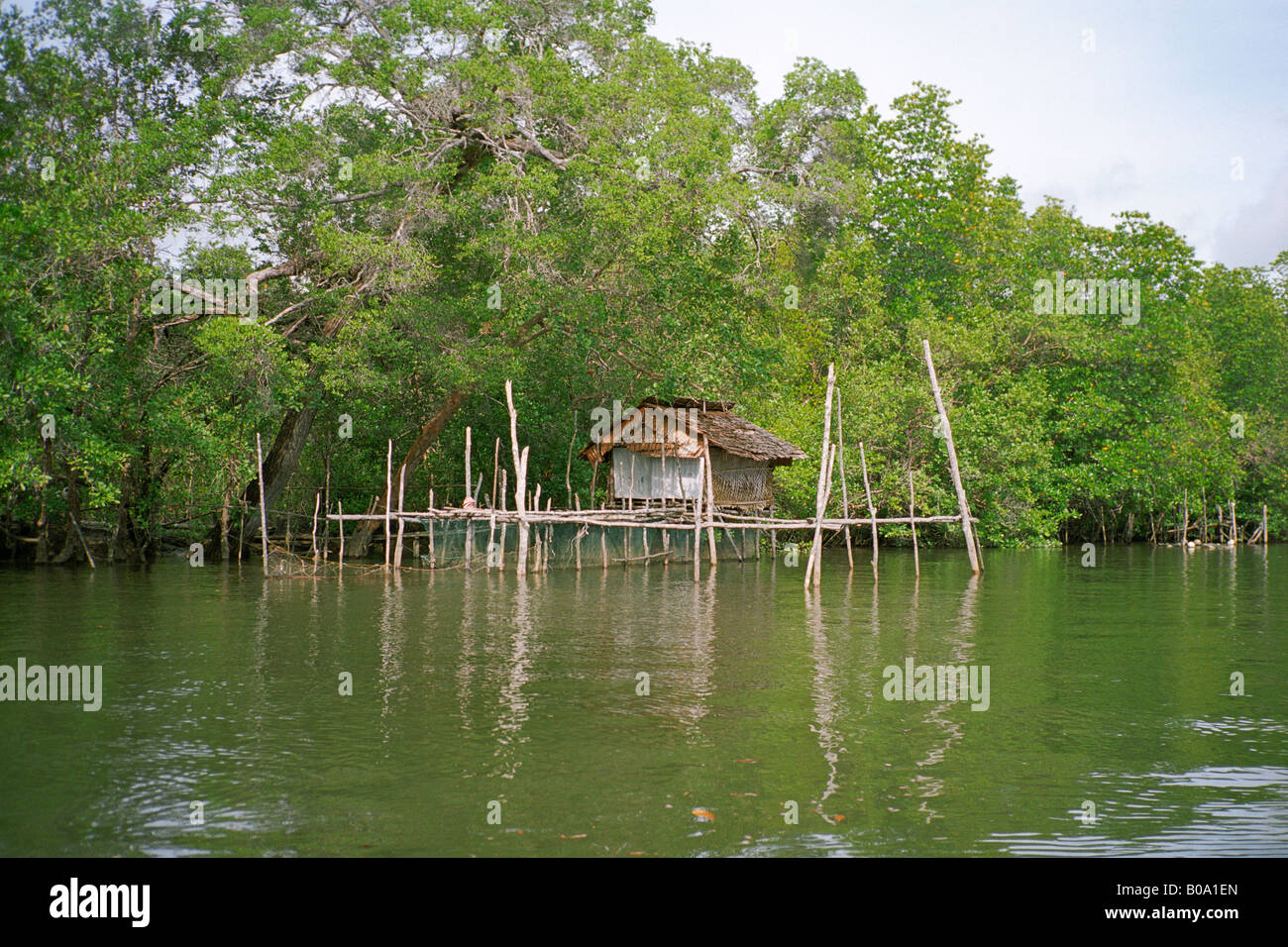 Kelong, a wooden structure built for fishing purposes in the mangrove ...