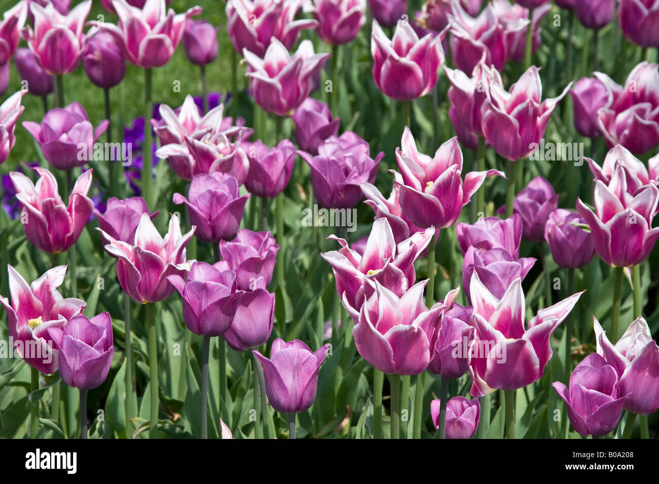 purple lily flowered tulips Stock Photo - Alamy