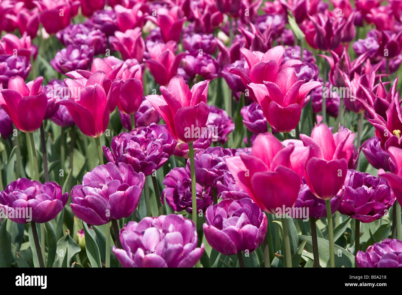 double late and single late tulips Stock Photo - Alamy