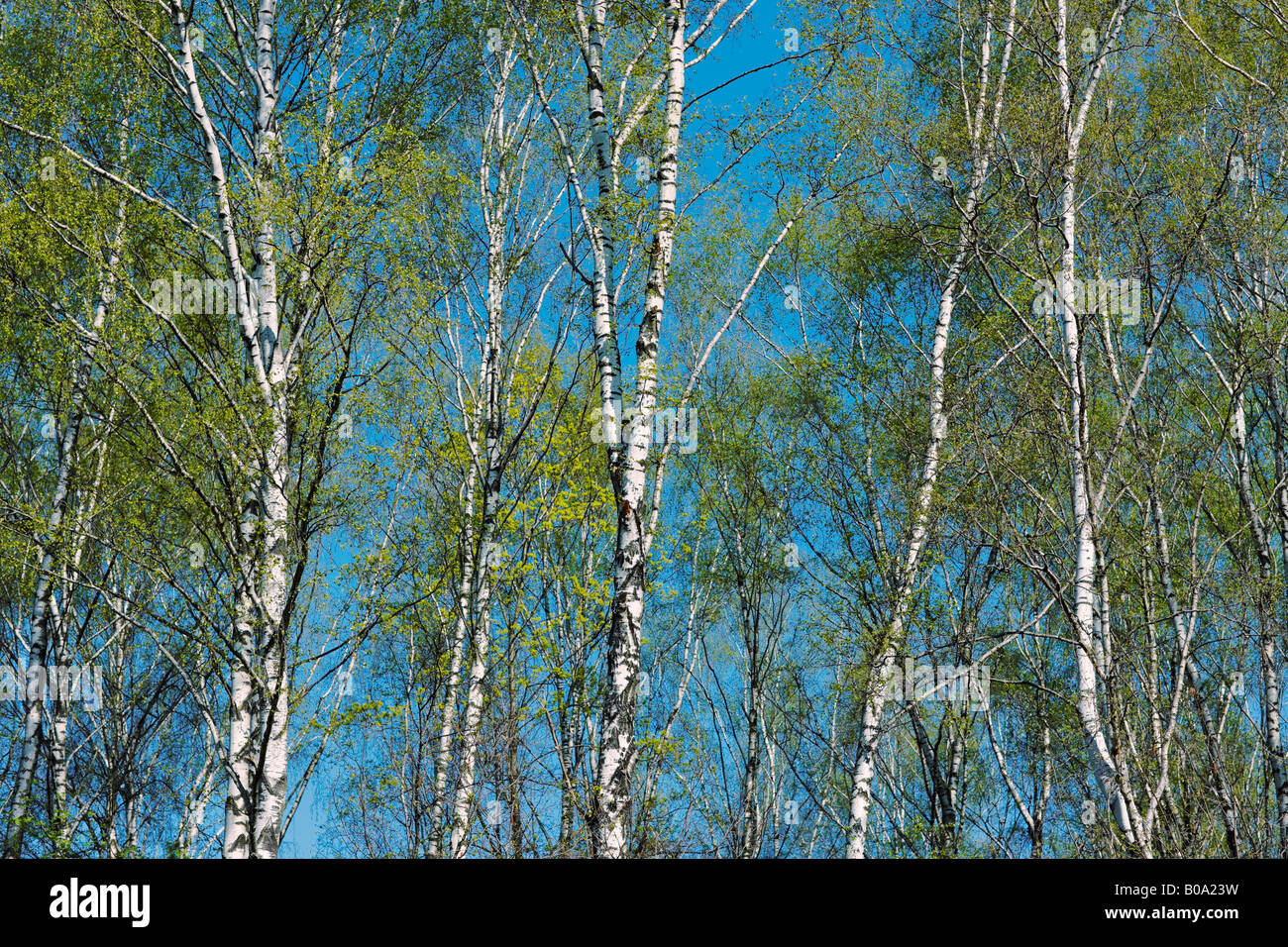 Birch trees with blossoming out leaves upon blue sky in spring ...
