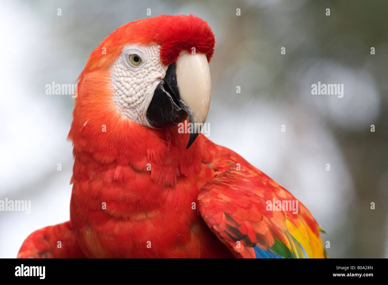 A brightly coloured parrot in rain forest close to the Rio Negro Stock ...