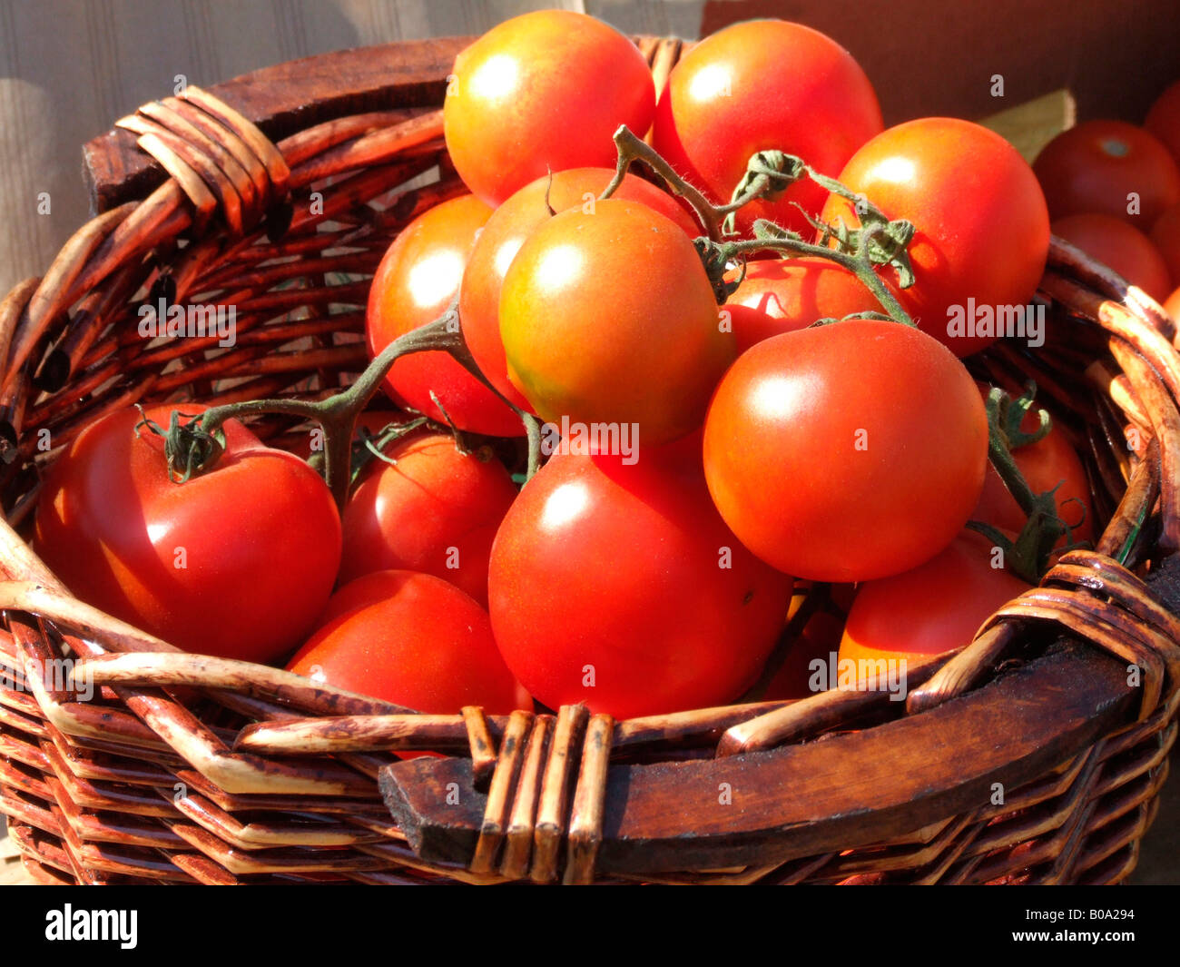 basket of shiny ripe red round tomatoes Stock Photo - Alamy