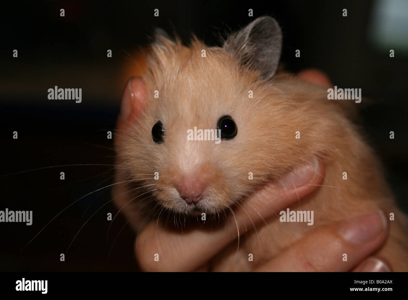Long haired hamster hi-res stock photography and images - Alamy