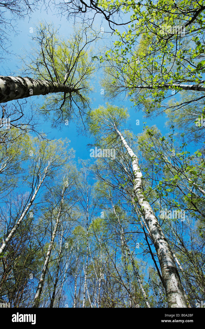 Bitsevsky park in spring russia hi-res stock photography and images - Alamy