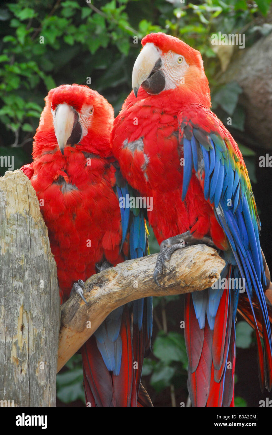 PARROTS ON THE PERCH Stock Photo - Alamy