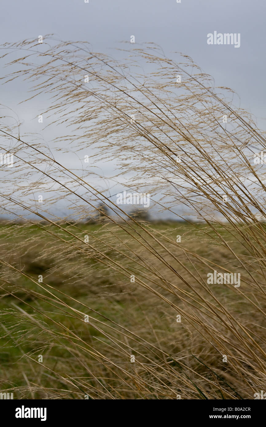 Windy grass field hi-res stock photography and images - Alamy