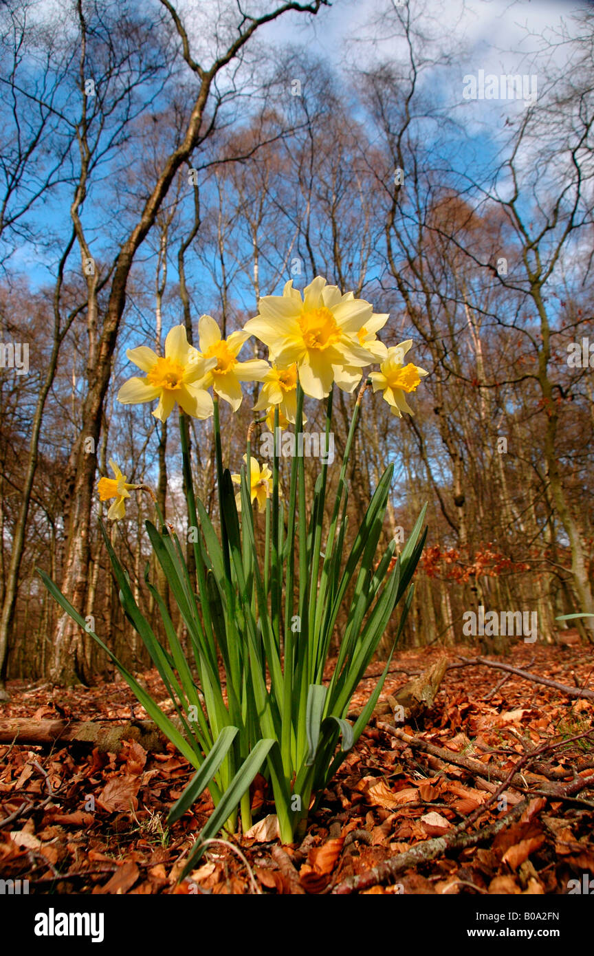 A clump of flowering daffodils surrounded by beech trees Stock Photo ...