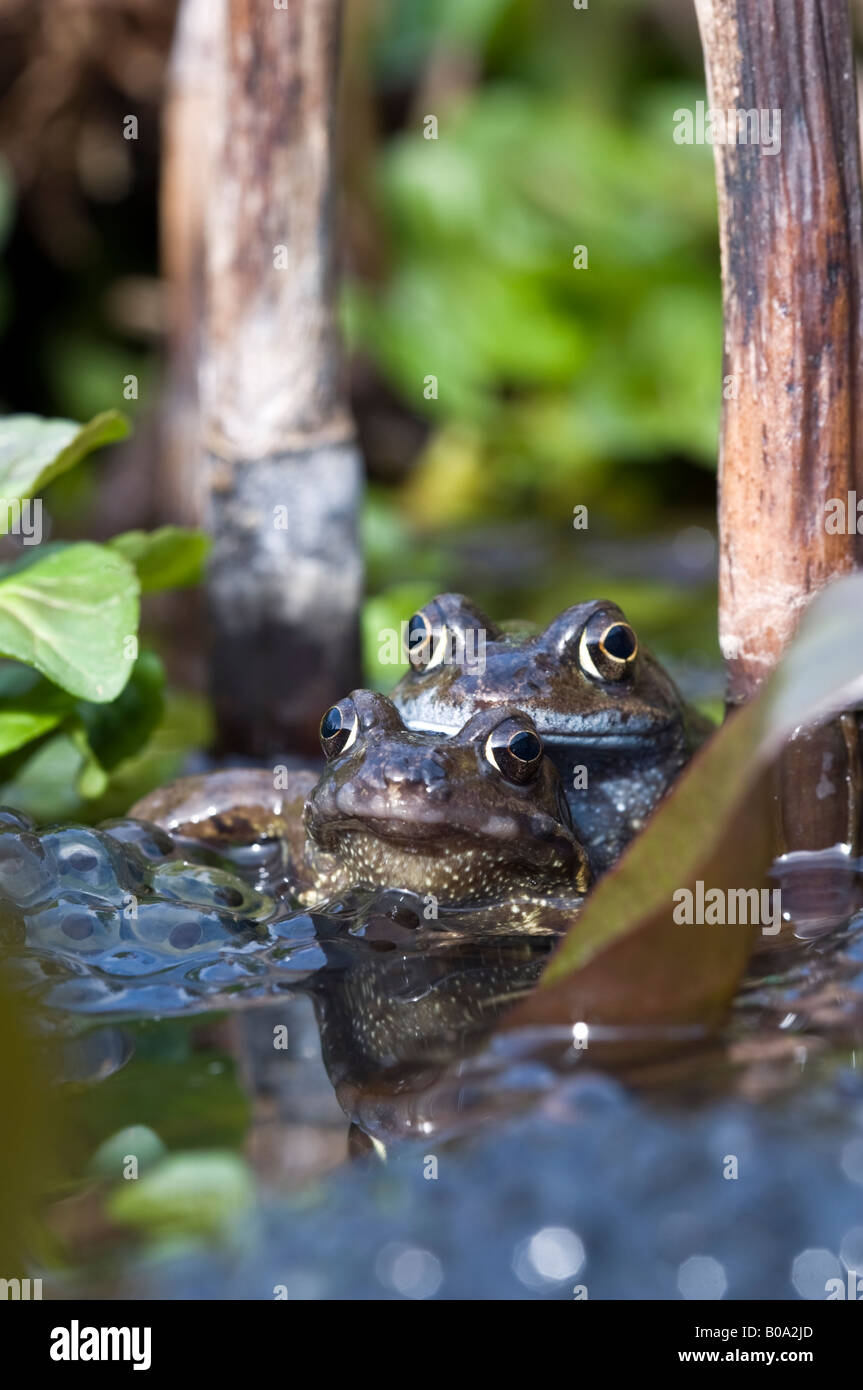 Pair of common frogs (rana temporaria) mating in a garden pond Stock ...