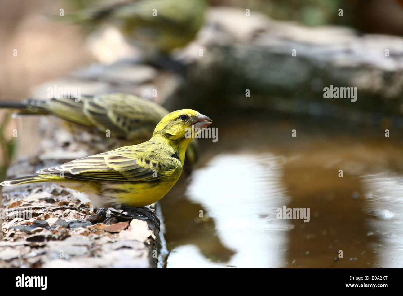 Yellow-fronted canary (Serinus mozambicus Stock Photo - Alamy
