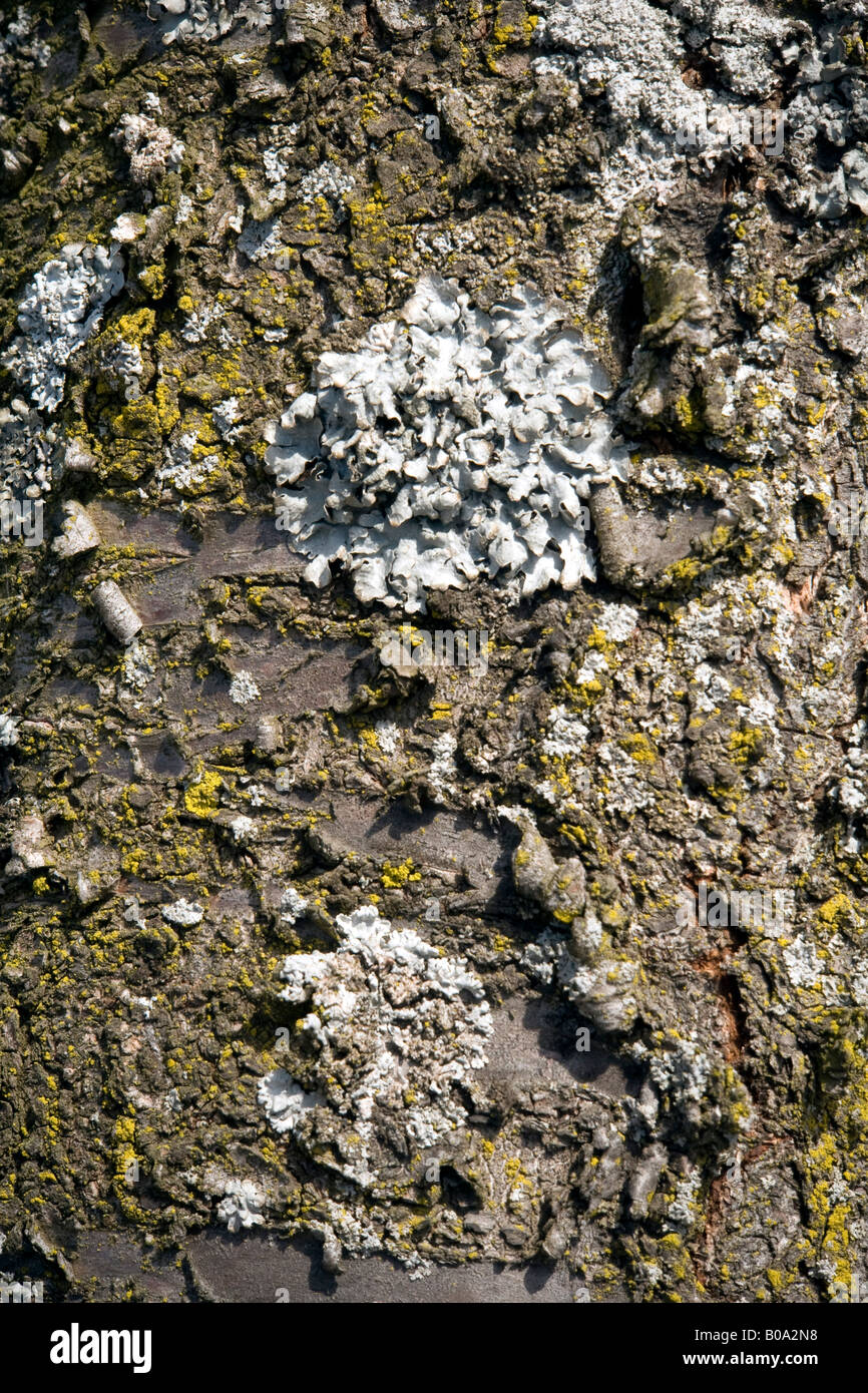 Close up of lichen on a fruit tree Stock Photo - Alamy
