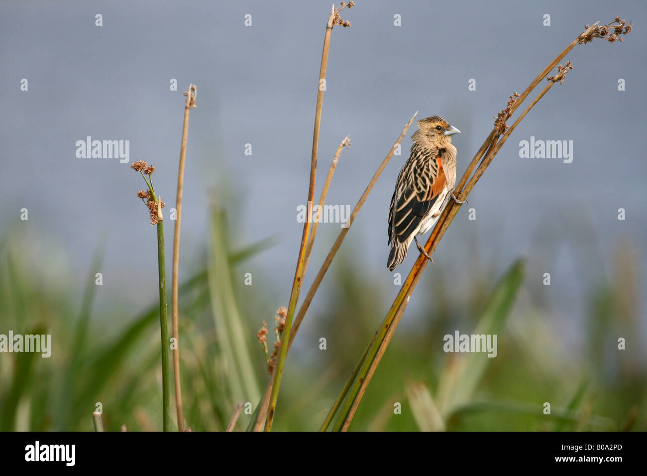 A bird sitting on a cane Stock Photo - Alamy