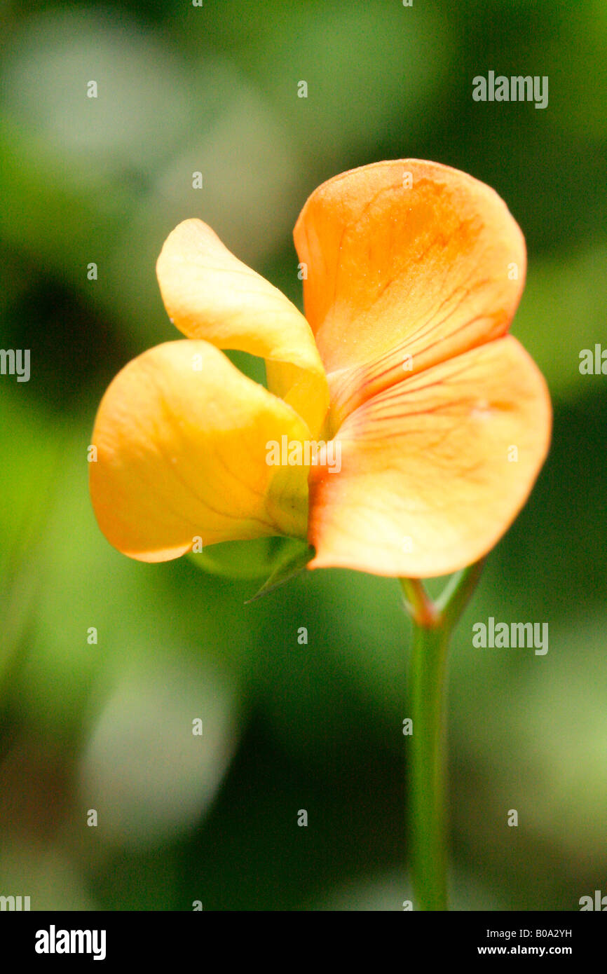 four petals small wild flower yellow vetch Stock Photo - Alamy
