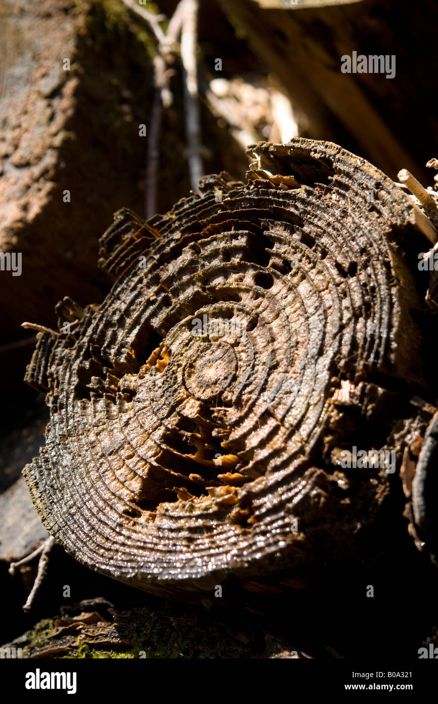 Tree rings annular rings hi-res stock photography and images - Alamy