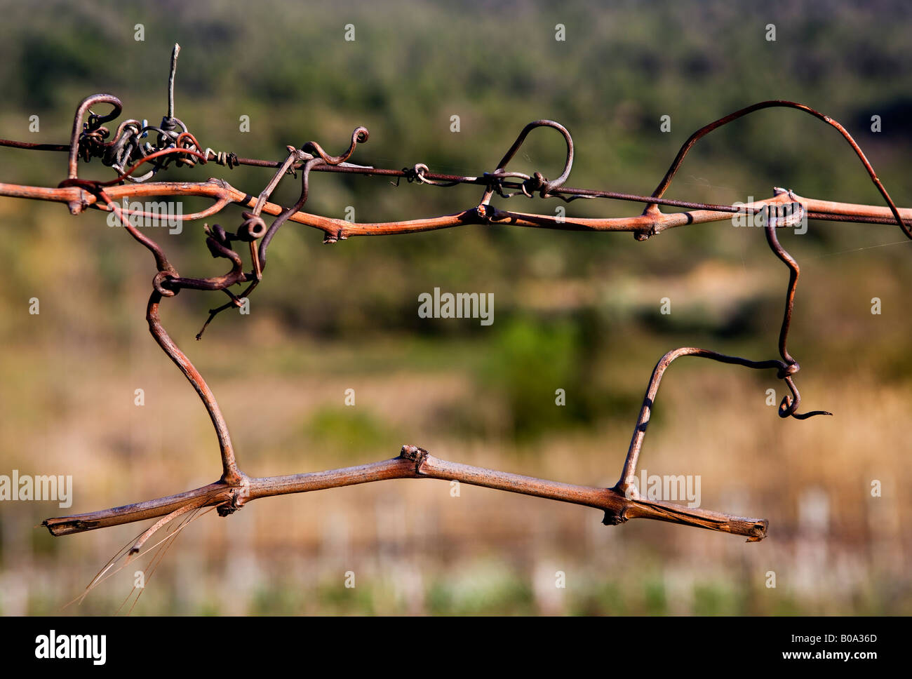 Cut vines from the previous year left on the guide wire in a vineyards ...
