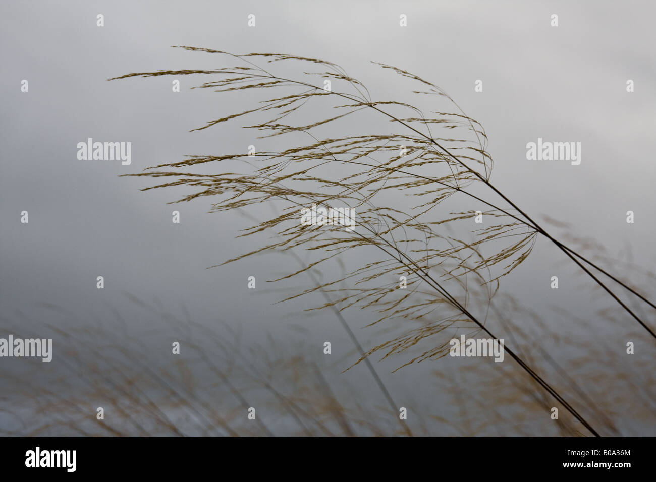 Windy grass field hi-res stock photography and images - Alamy
