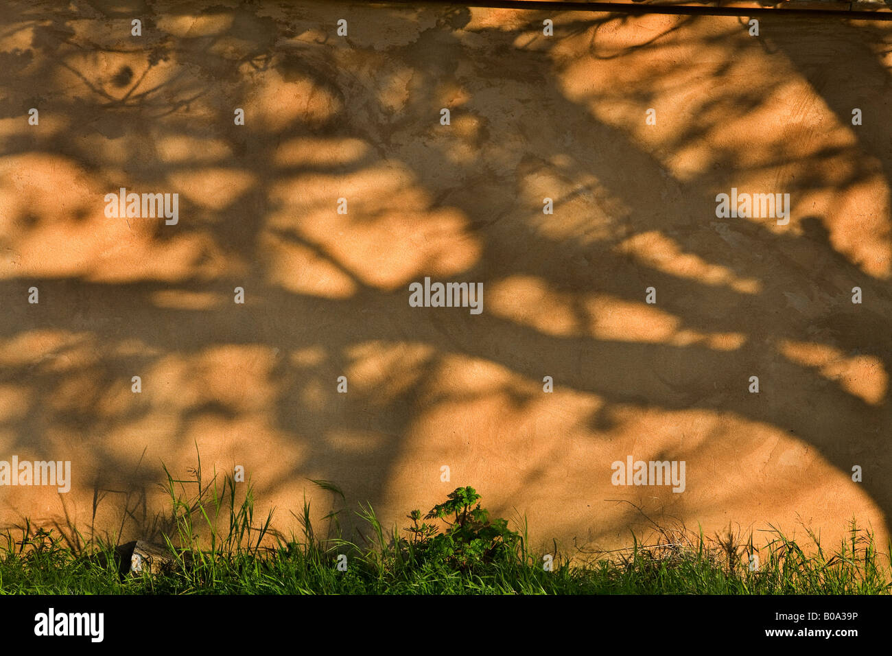 Shadow of a tree falling on a French barn in Lagrasse, France Stock ...