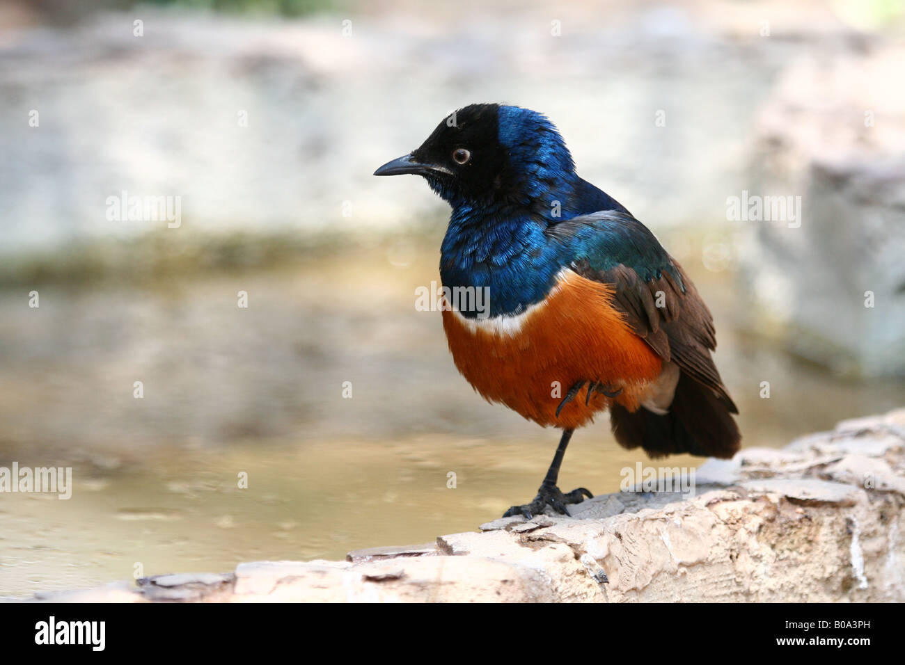 Superb starling (Lamprotornis superbus Stock Photo - Alamy