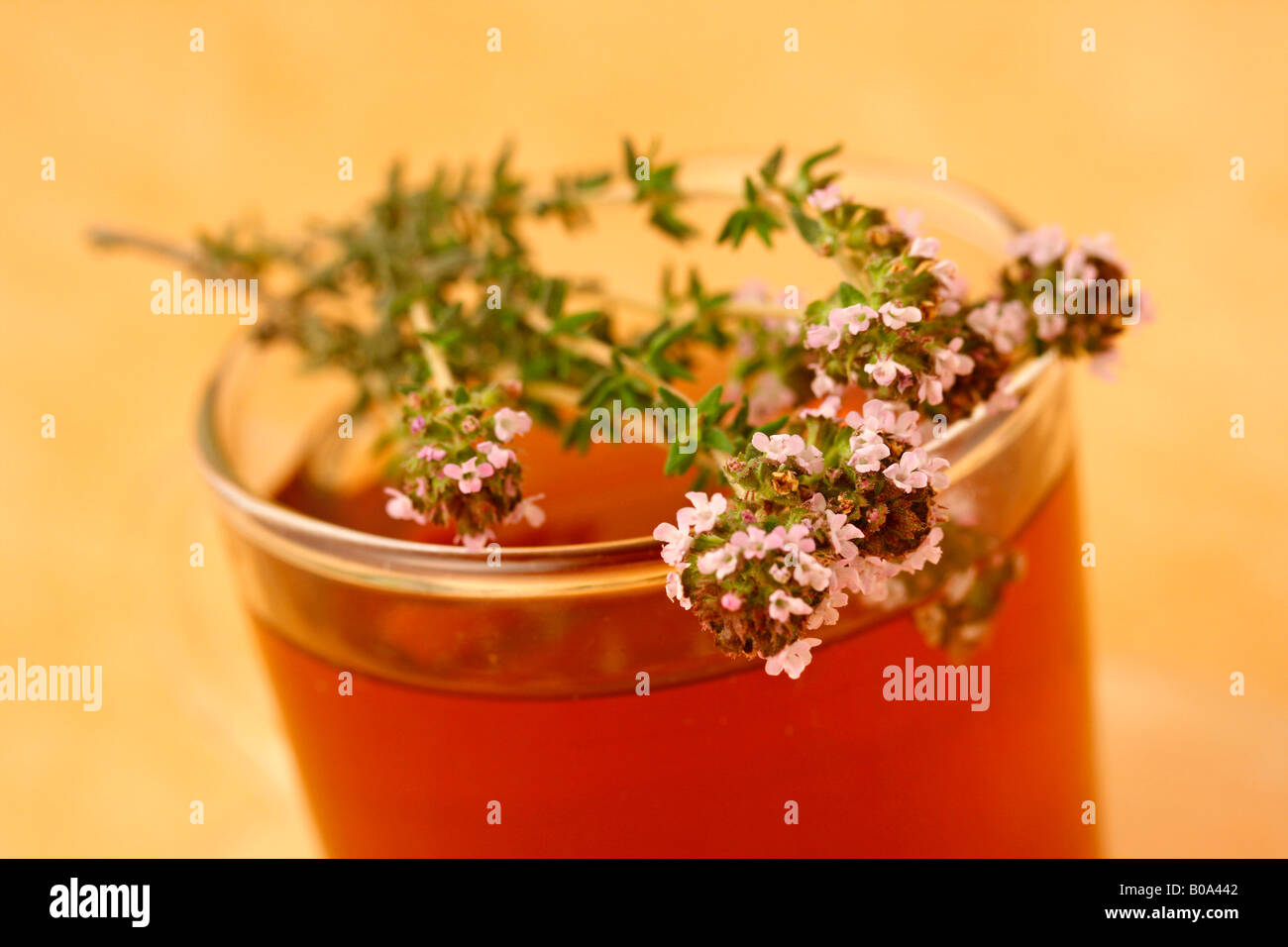 Thyme infusion Thymus vulgaris Stock Photo - Alamy