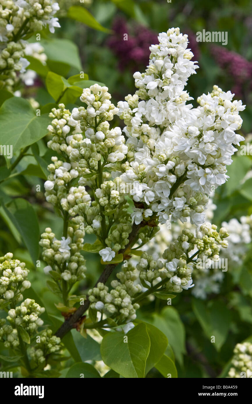 Spring blooming fragrant white hi-res stock photography and images - Alamy