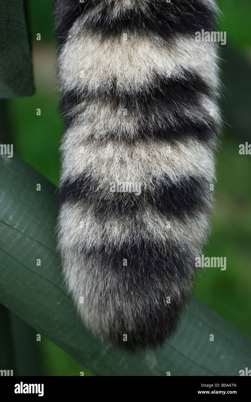 Snow Leopard Tail Stock Photo - Alamy