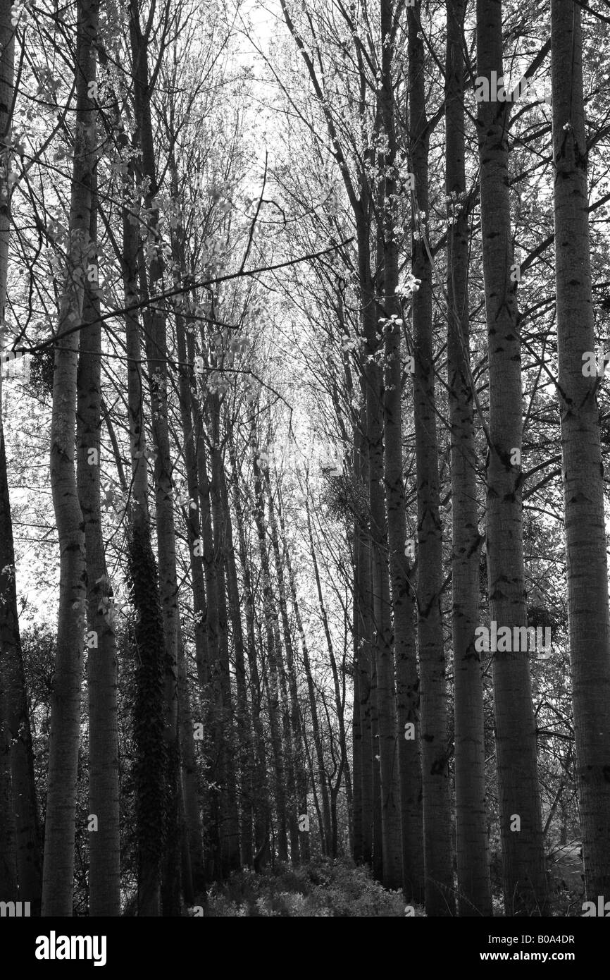 Tree line forest Black and White Stock Photos & Images - Alamy