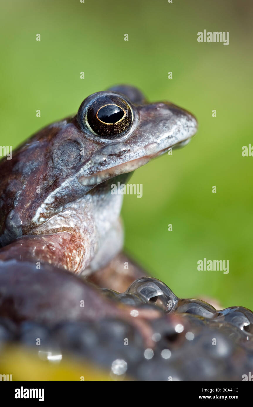 Female common frog (rana temporaria) with frogspawn in a garden pond ...