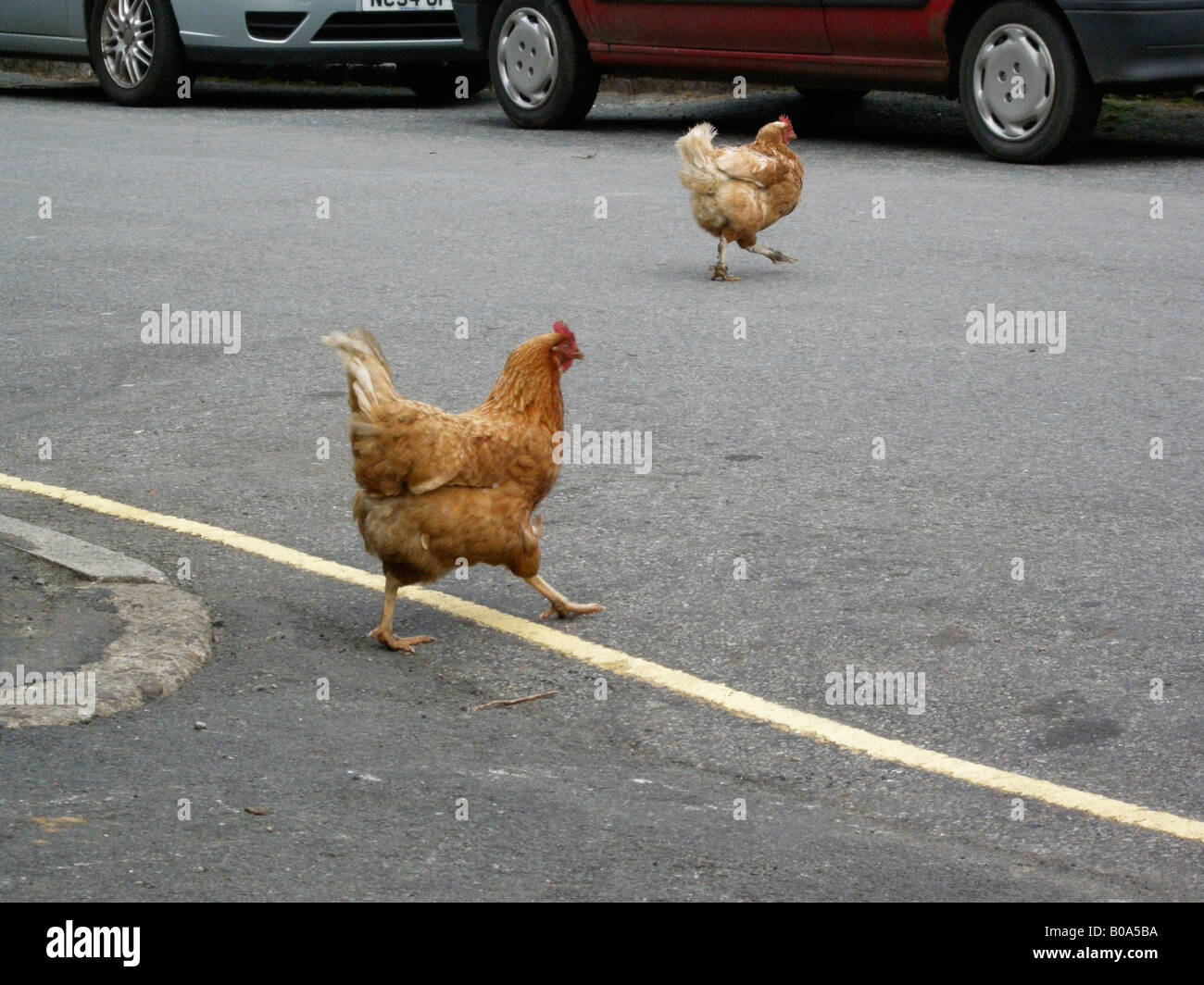 two hens crossing road Stock Photo - Alamy