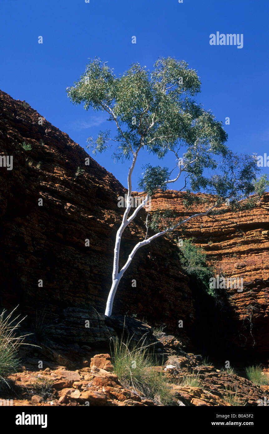 A lone gum tree survives on an exposed rock faces at Kings Canyon ...