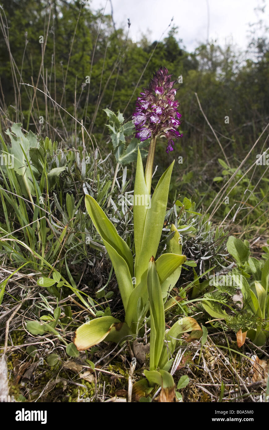 lady orchid (Orchis purpurea), blooming, in its natural habitat, Spain ...
