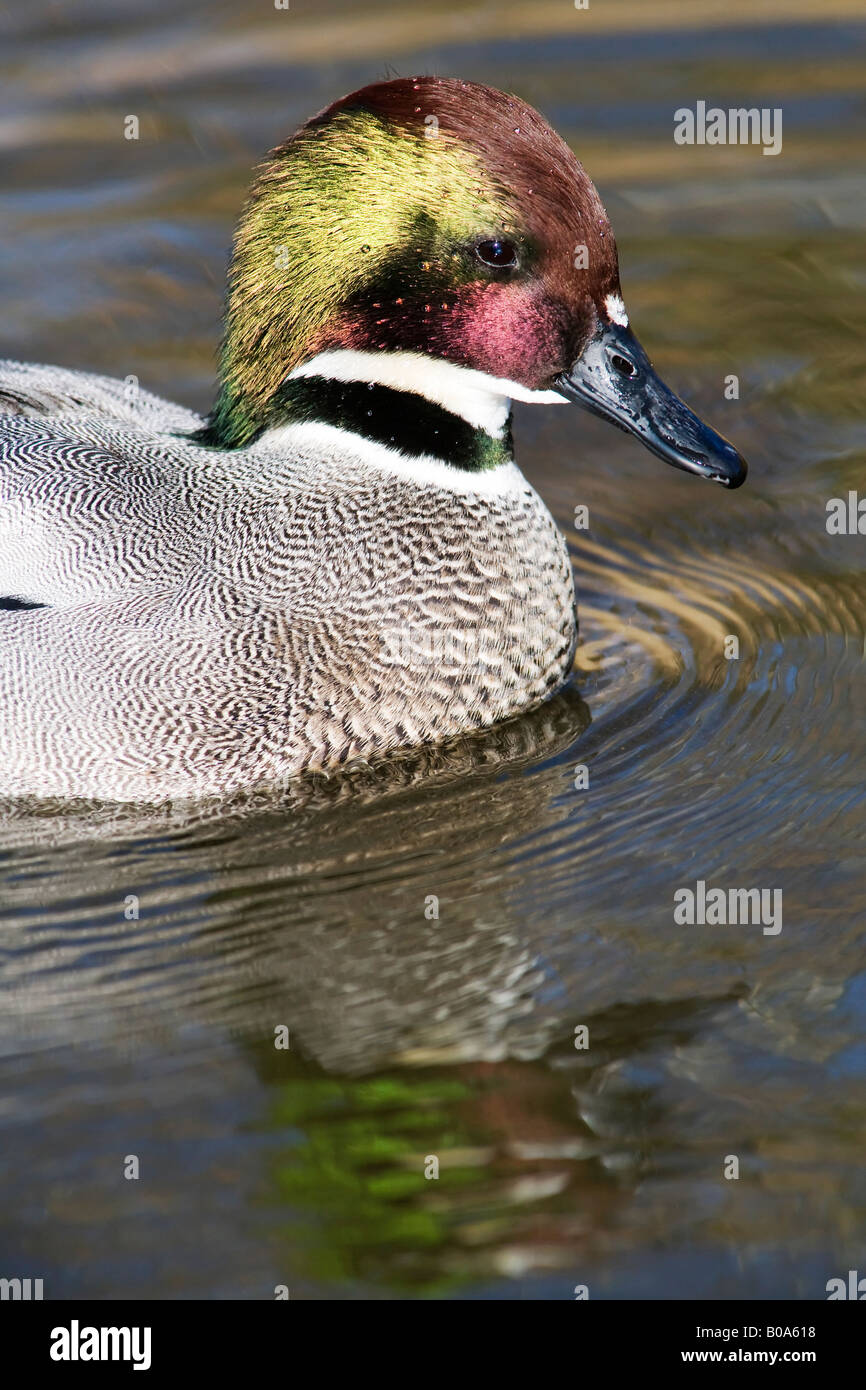 Iridescent head hi-res stock photography and images - Alamy