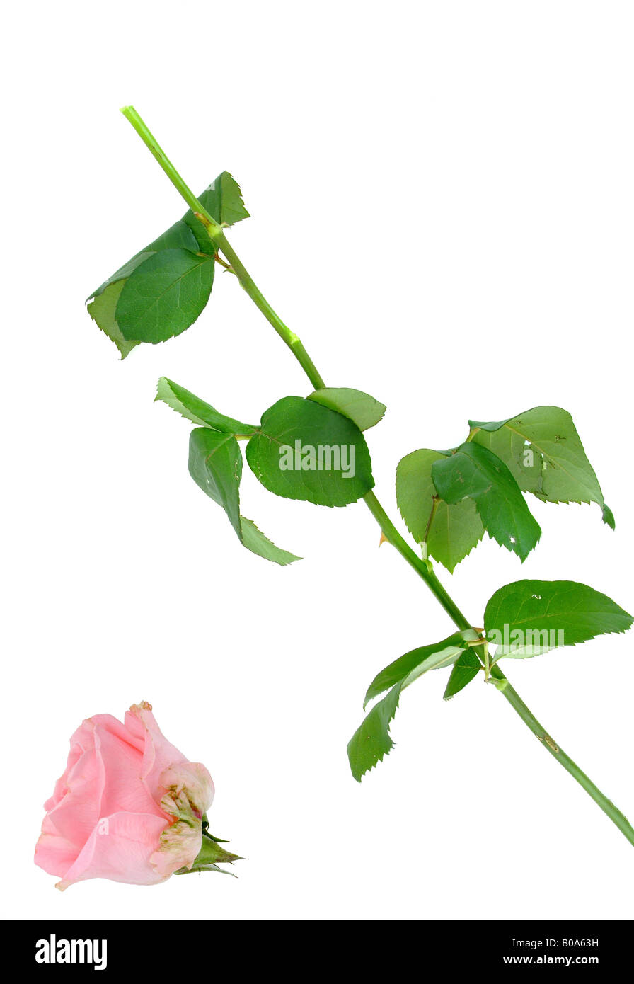 Broken rose stem hi-res stock photography and images - Alamy