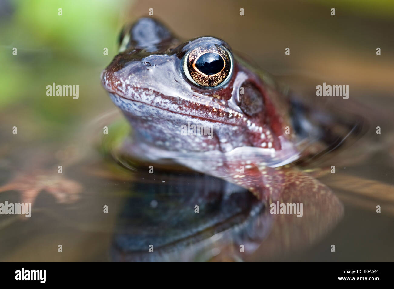 Female common frog (rana temporaria) in a garden pond Stock Photo - Alamy