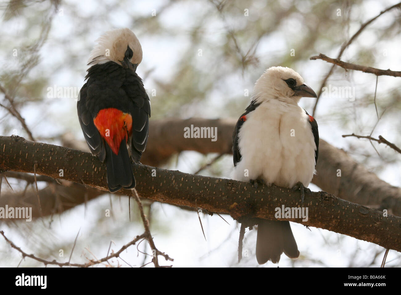 Two white-headed buffalo weavers (Dinemellia dinemelli Stock Photo - Alamy