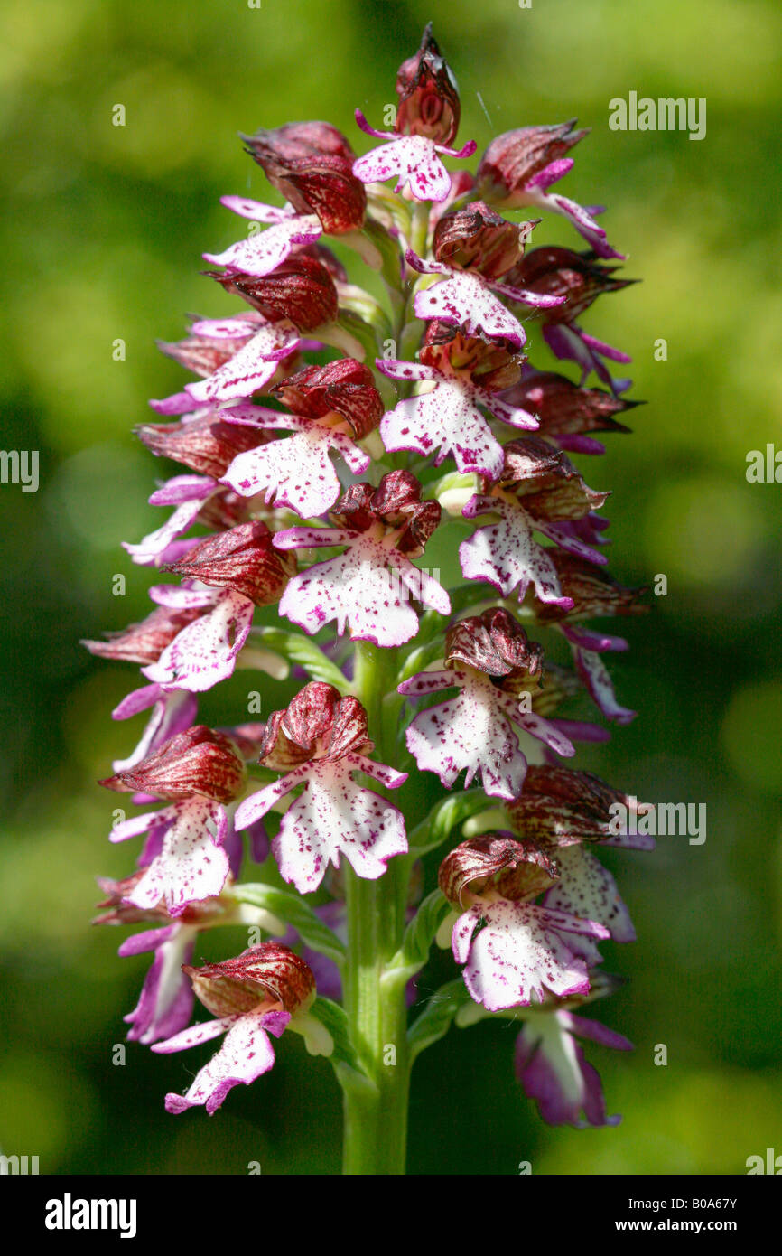 close up of Orchid Orchis Purpurea Lady Orchid Orchidaceae Stock Photo ...