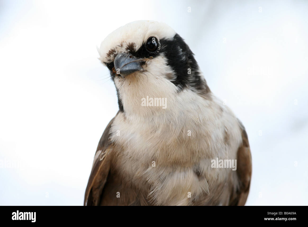 White crowned shrike eurocephalus rueppelli hi-res stock photography ...