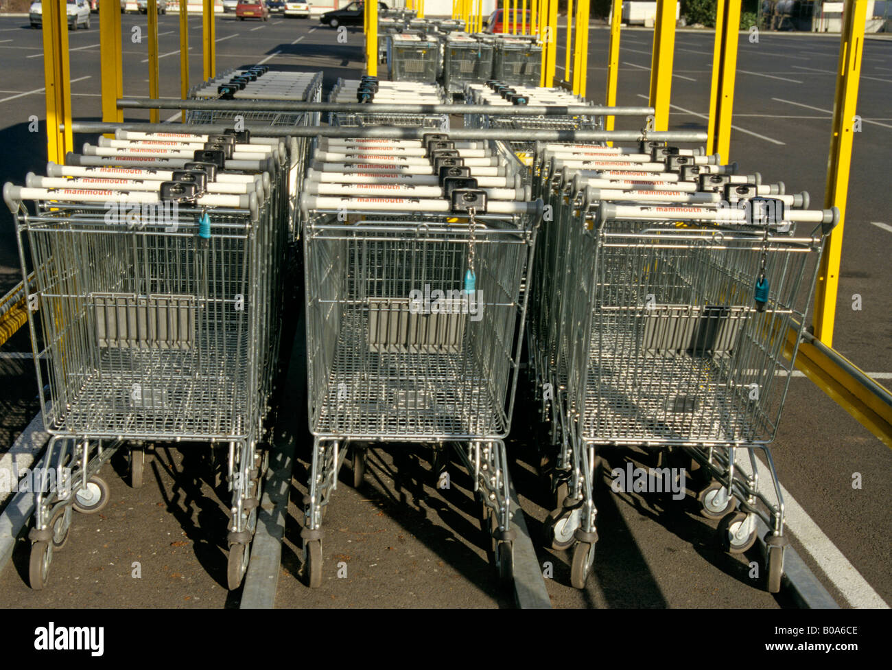 Rows of empty shopping carts lined up in a grocery store parking lot during daylight hours ...