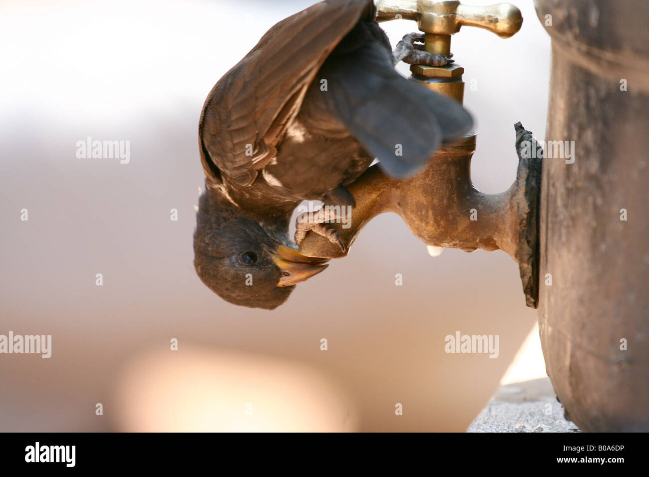 Bird drinking water from a tap hi-res stock photography and images - Alamy