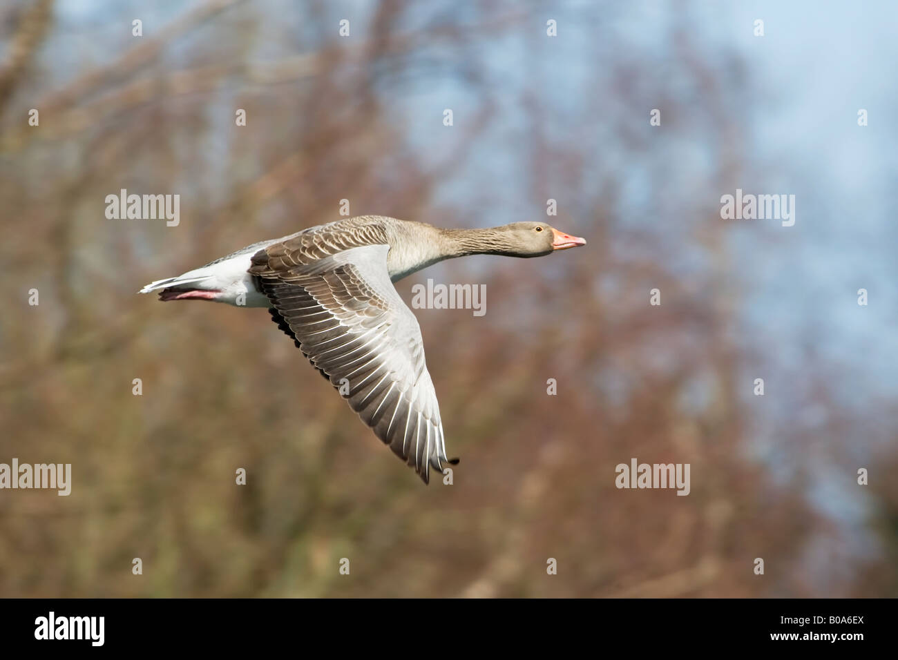 An adult Greylag goose in flight Stock Photo - Alamy