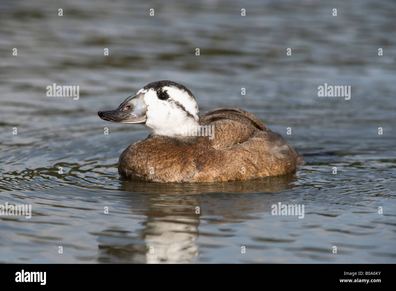 An adult male White headed Duck an endangered species Stock Photo - Alamy