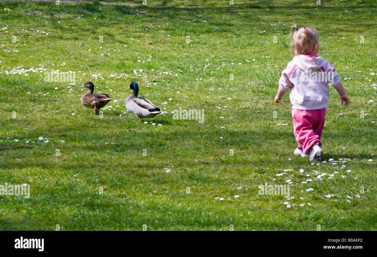 Toddler chasing ducks hi-res stock photography and images - Alamy