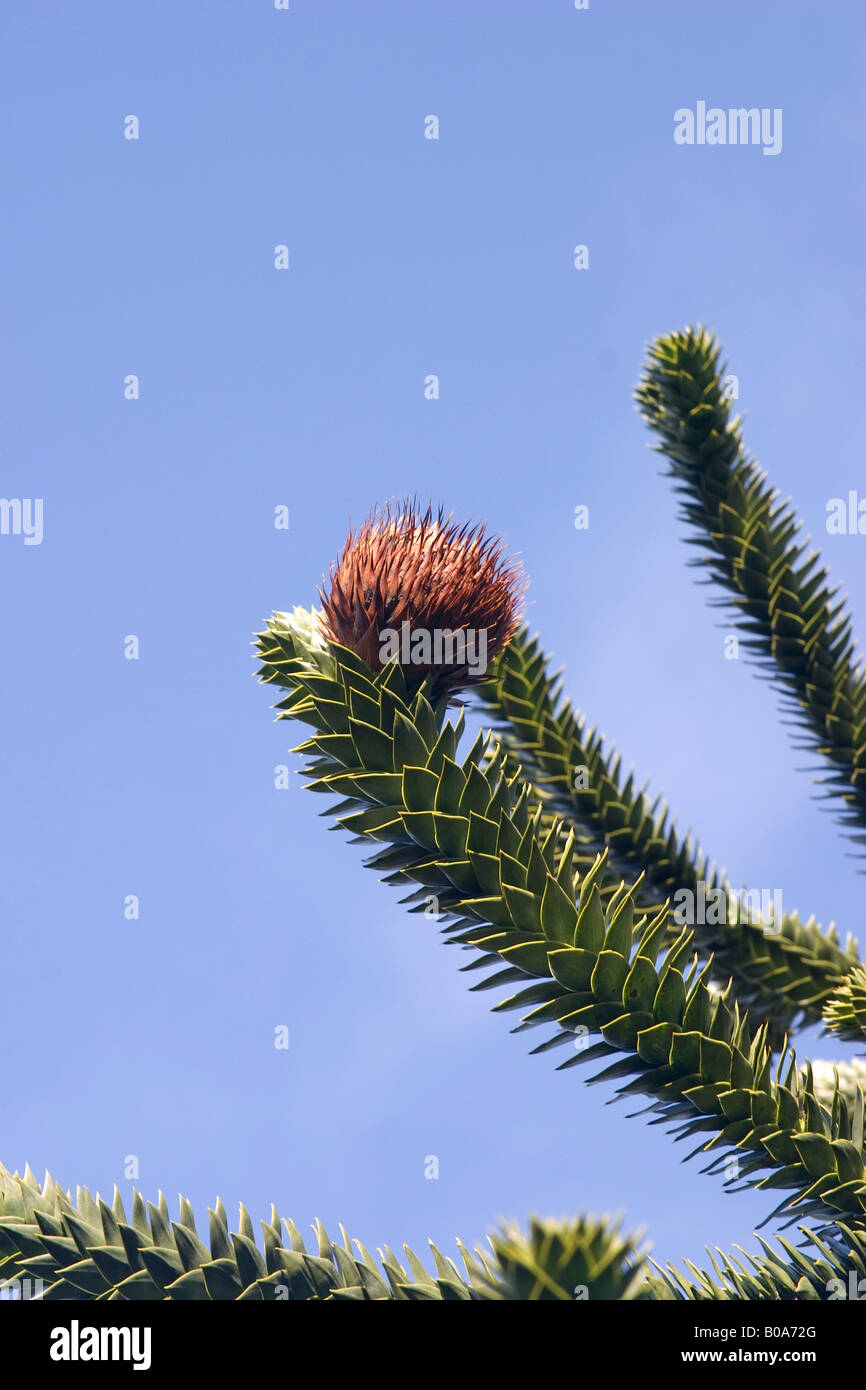 Monkey puzzle or Chile Pine (Araucaria araucana Stock Photo - Alamy