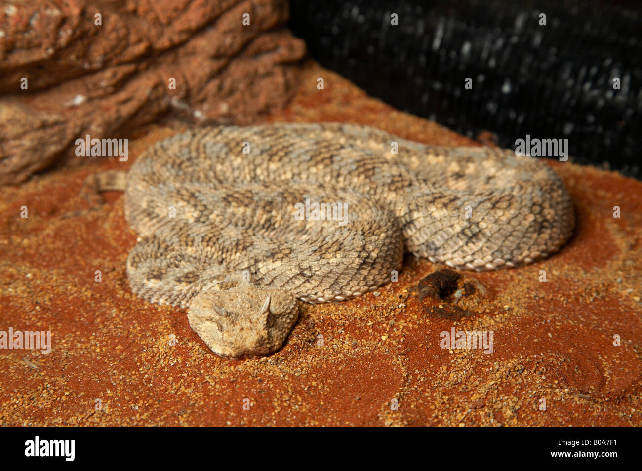 Desert Horned Viper on sand Stock Photo - Alamy