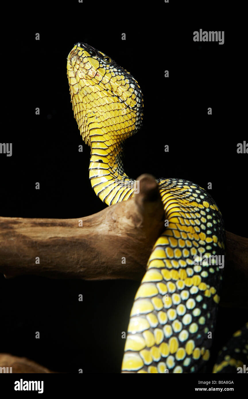 Side view of Mangrove Snake Stock Photo - Alamy