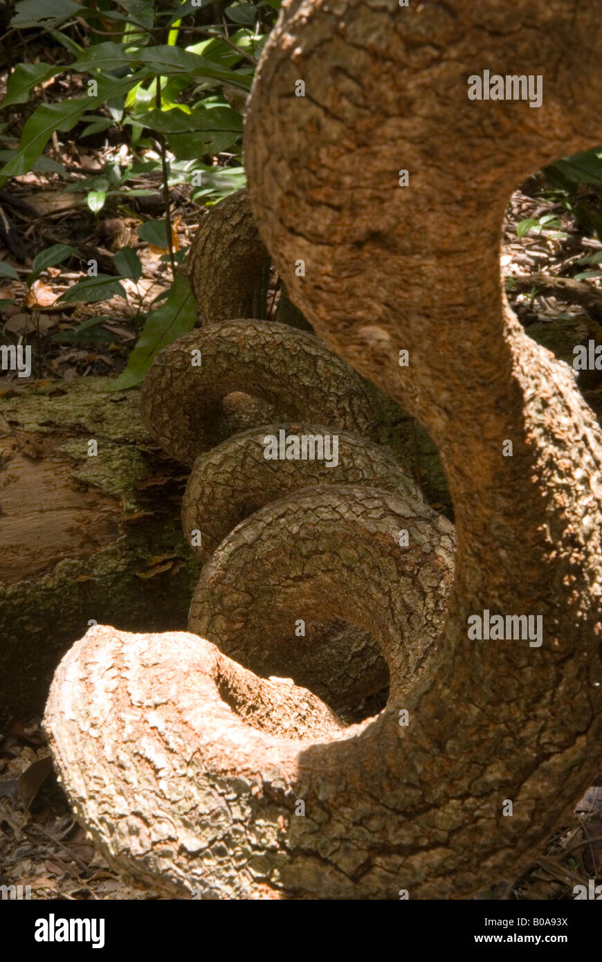 Gnarled tree branch hi-res stock photography and images - Alamy