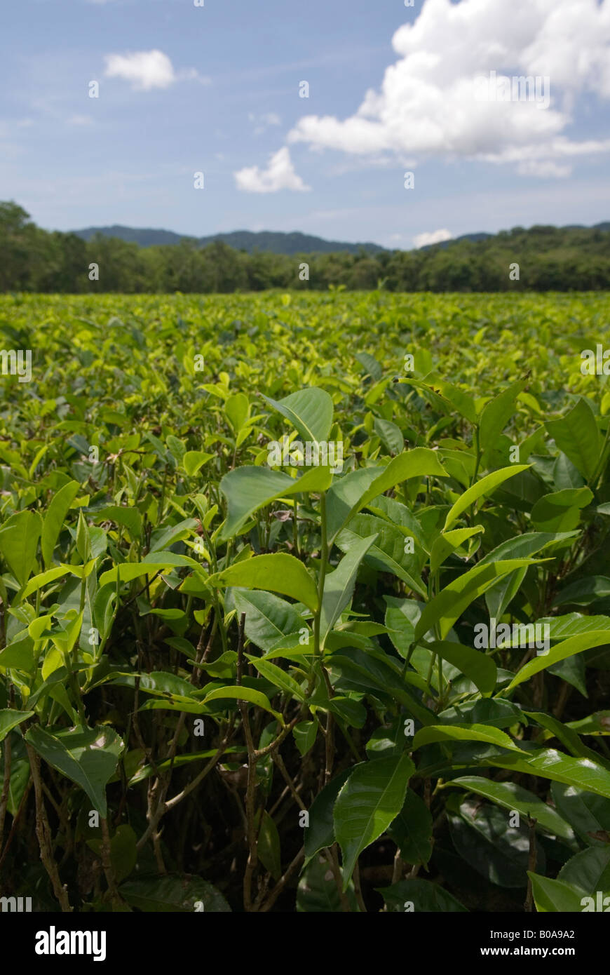 The Daintree Tea Plantation North Queensland Australia Stock Photo - Alamy