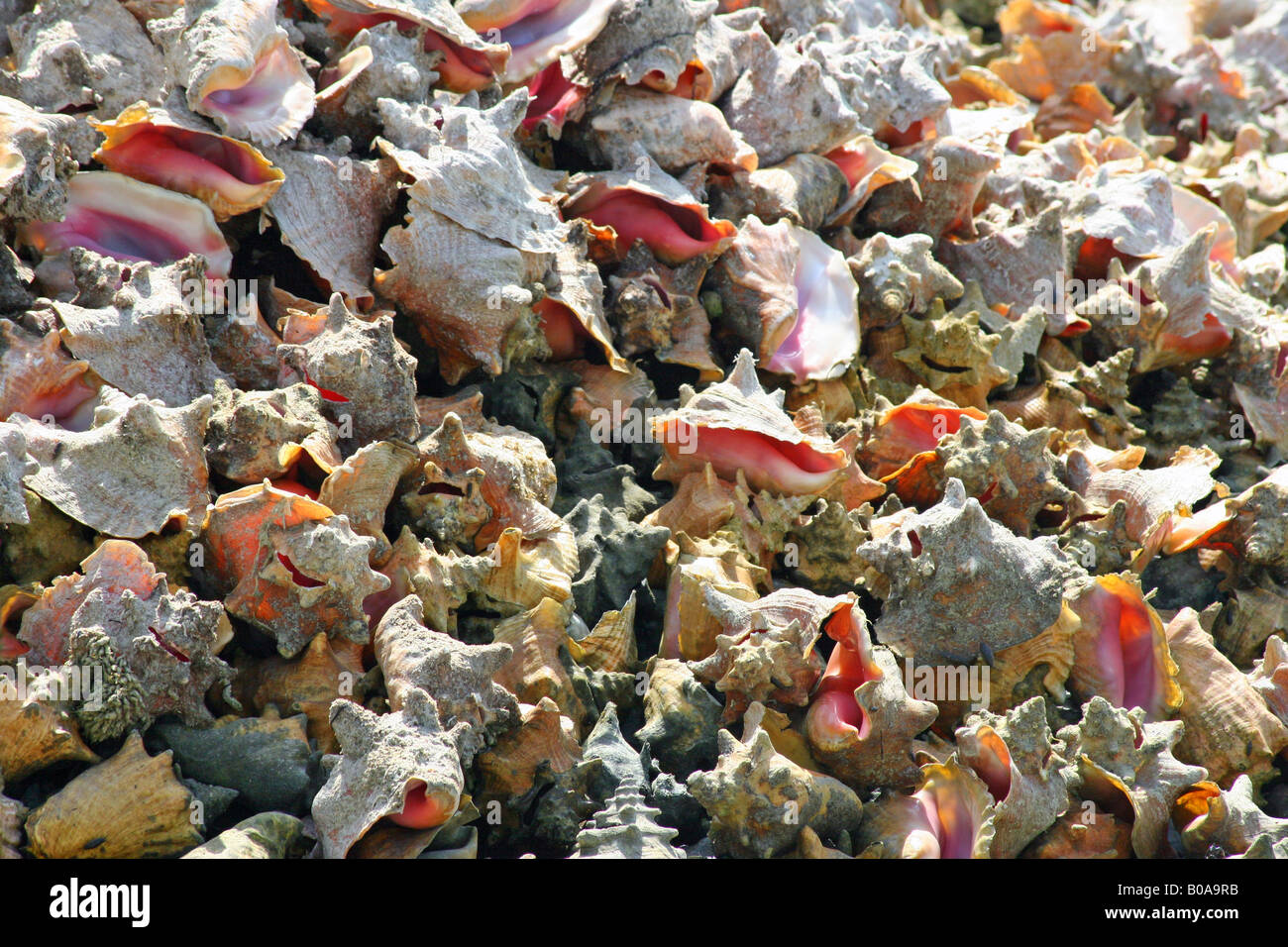 Pile caribbean conch shells hi-res stock photography and images - Alamy
