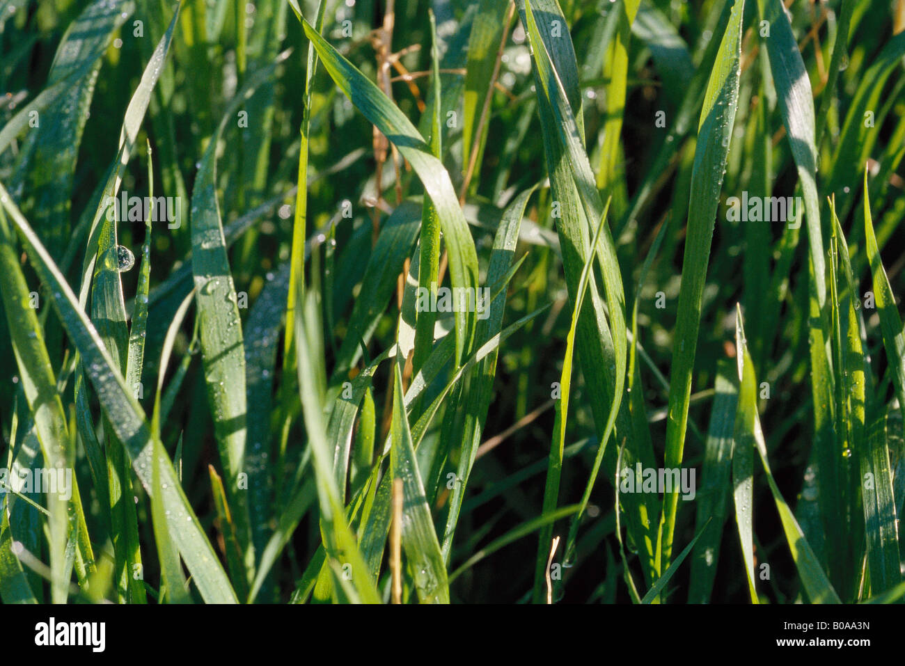 Tall grass with dew drops, close-up Stock Photo - Alamy